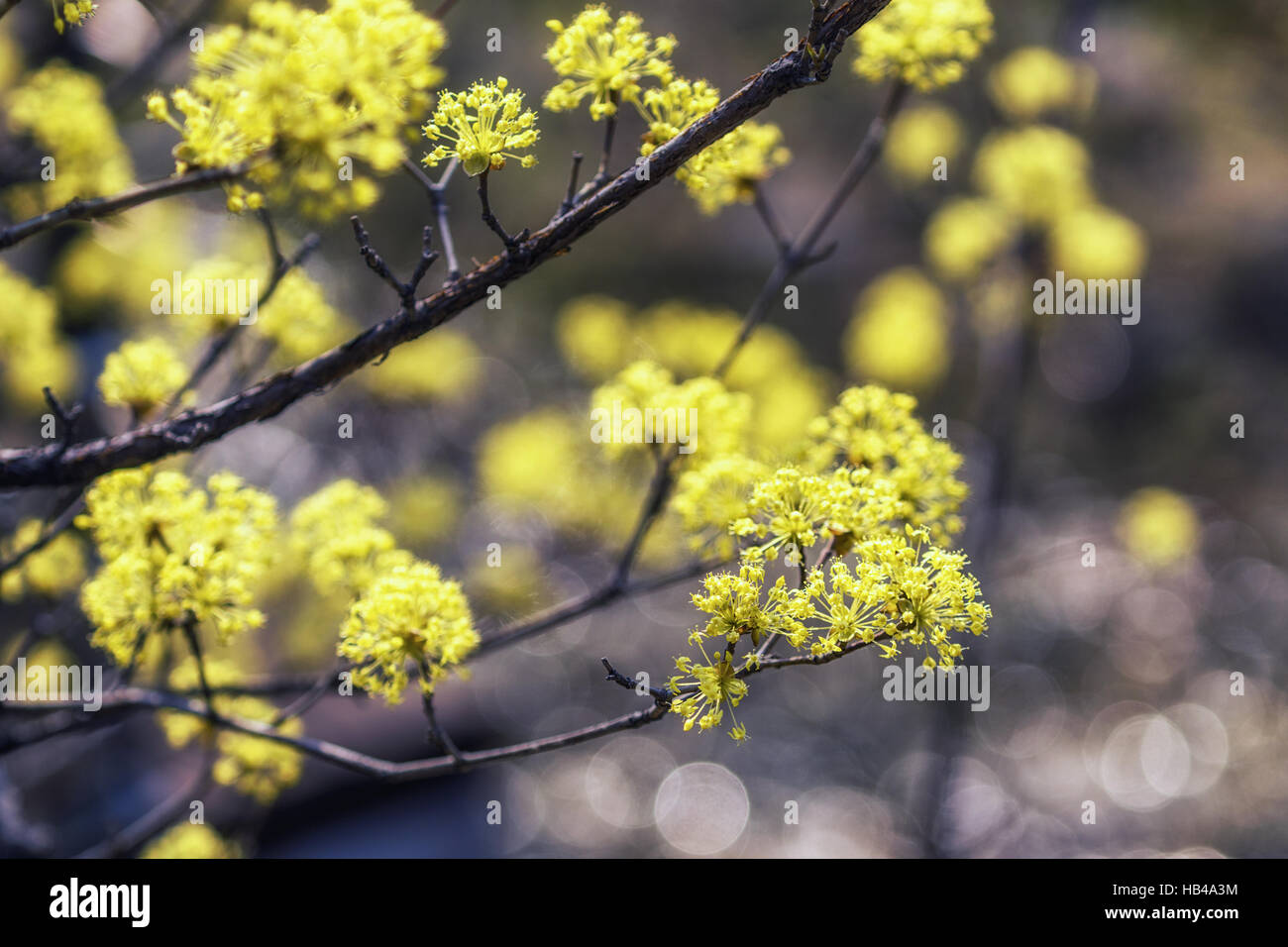 cornus officinalis flower spring blossom Stock Photo - Alamy