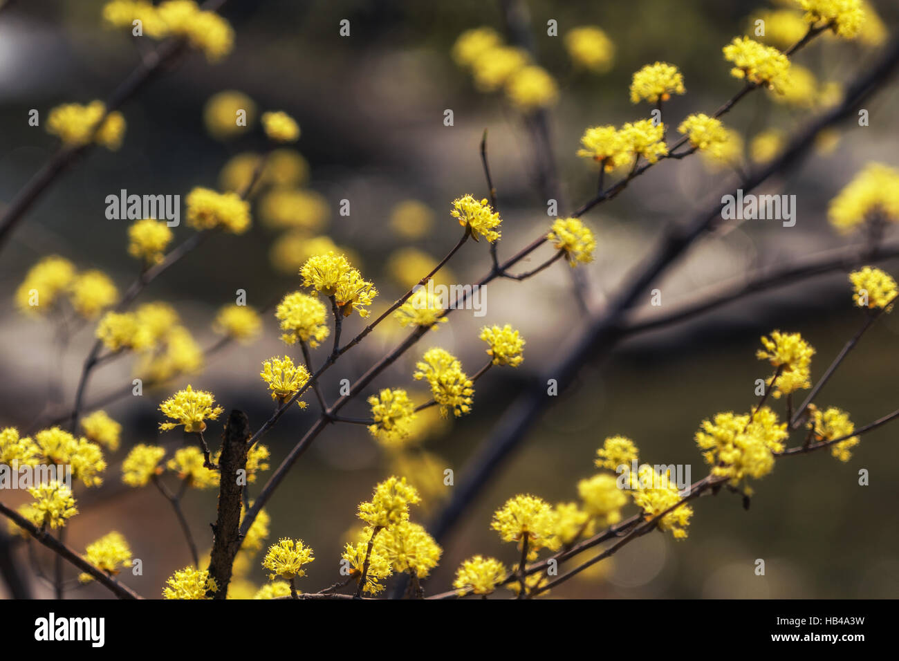 cornus officinalis flower spring blossom Stock Photo - Alamy