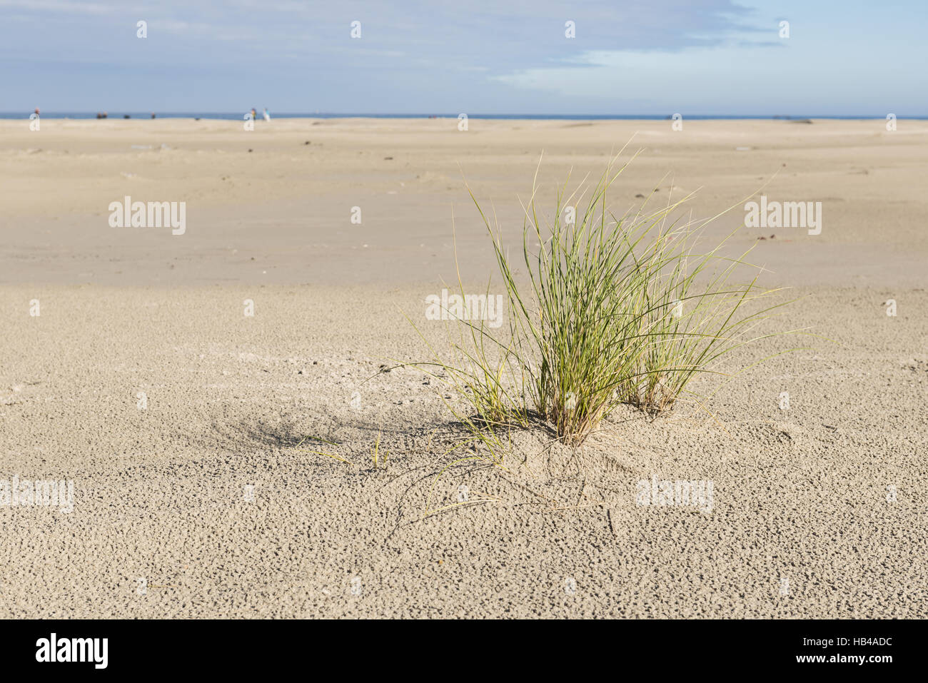 Marram plant hi-res stock photography and images - Alamy