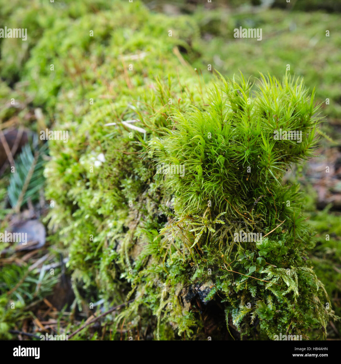 Close moss hi-res stock photography and images - Alamy