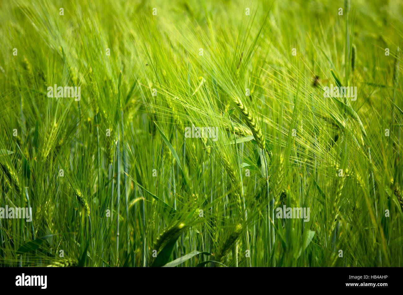Wheat field on farm land hi-res stock photography and images - Alamy