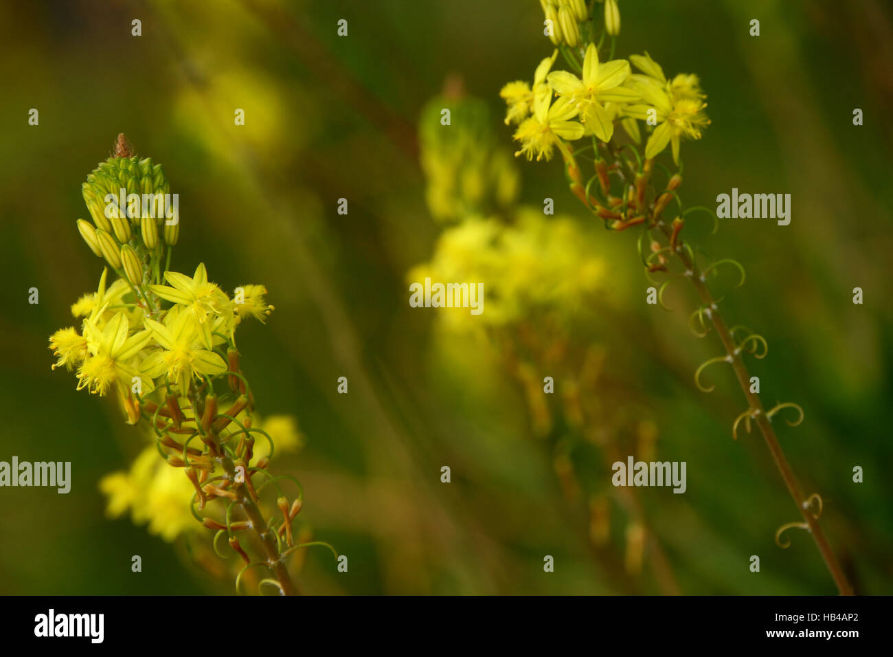 Bulbinella High Resolution Stock Photography and Images - Alamy