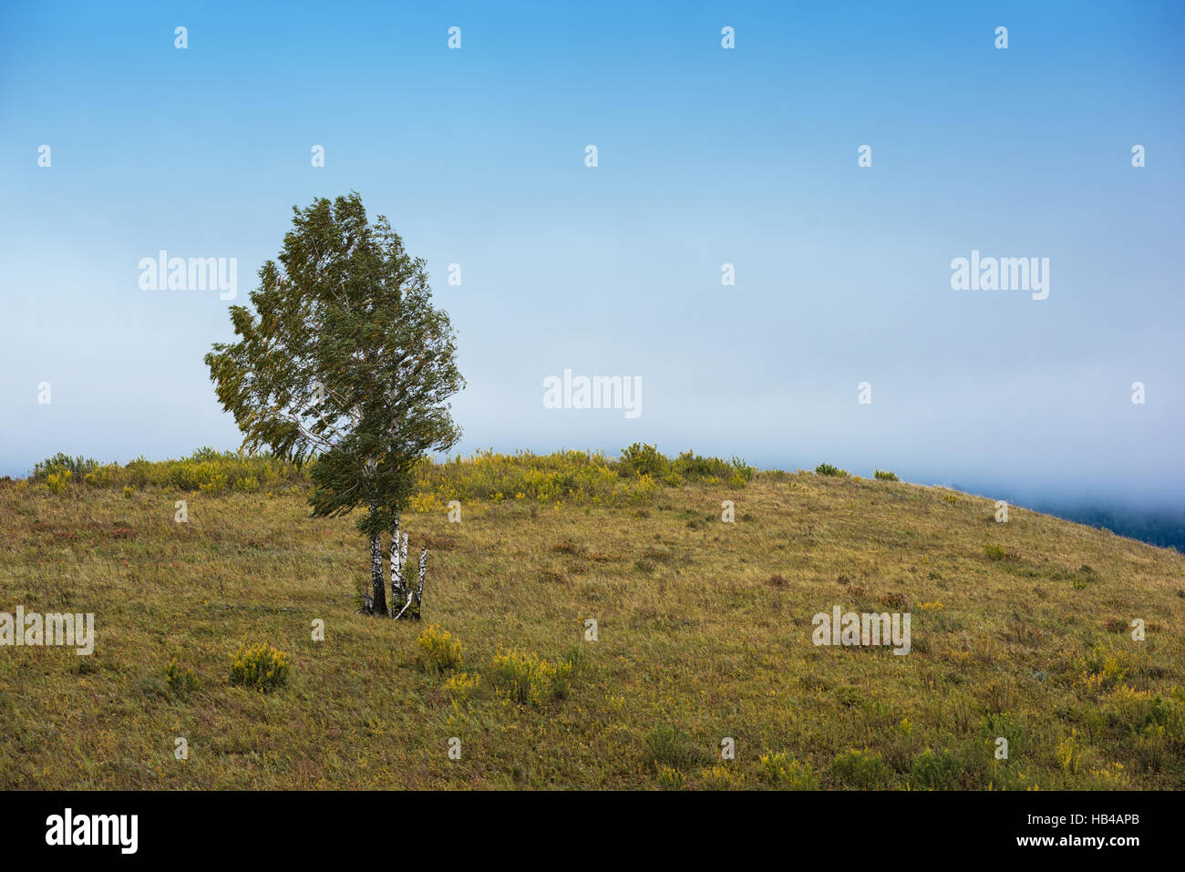 Alone tree in mountains Stock Photo - Alamy