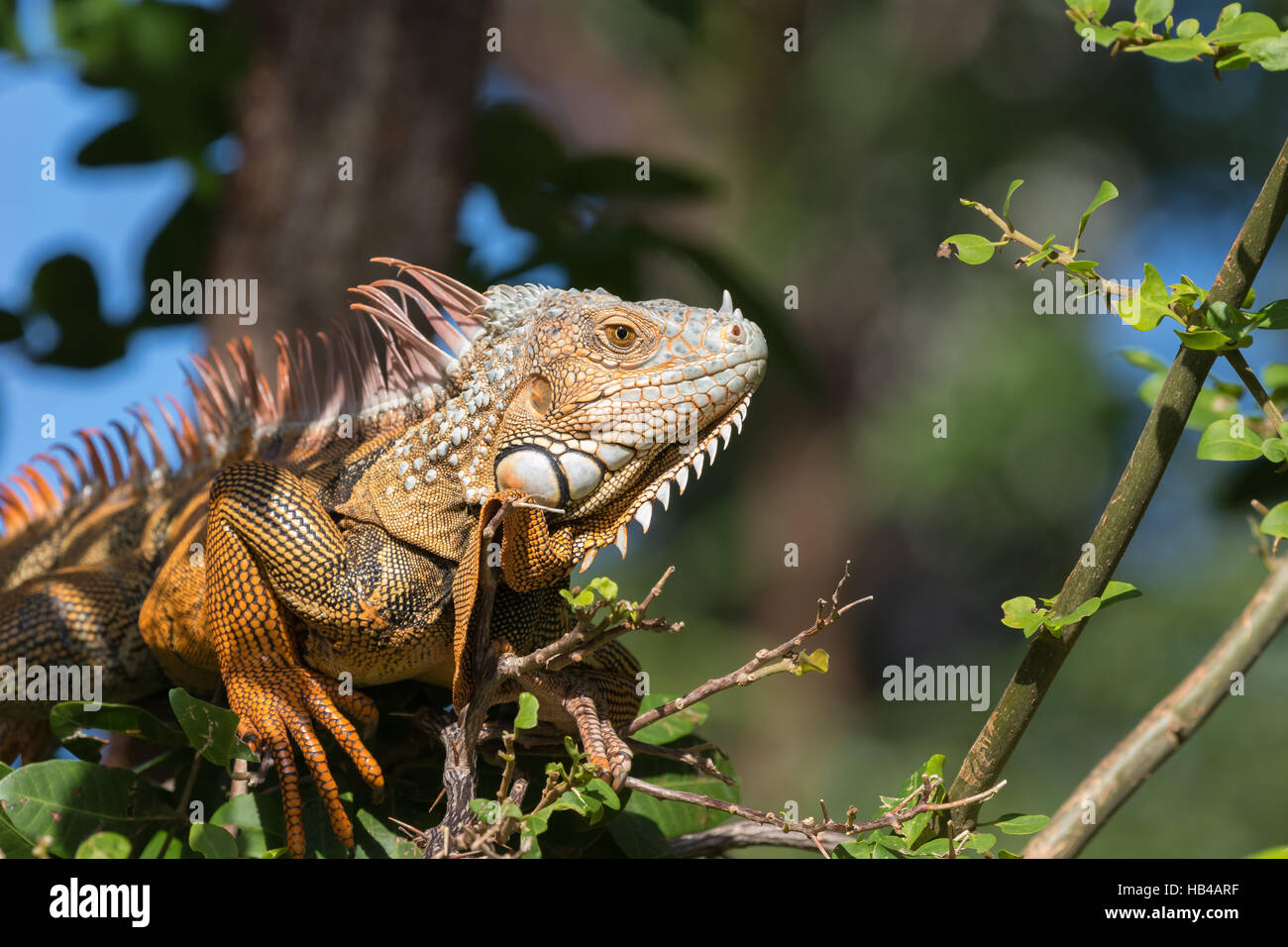 Green Iguana (Iguana iguana), Tavernier, Key Largo, Florida Stock Photo ...