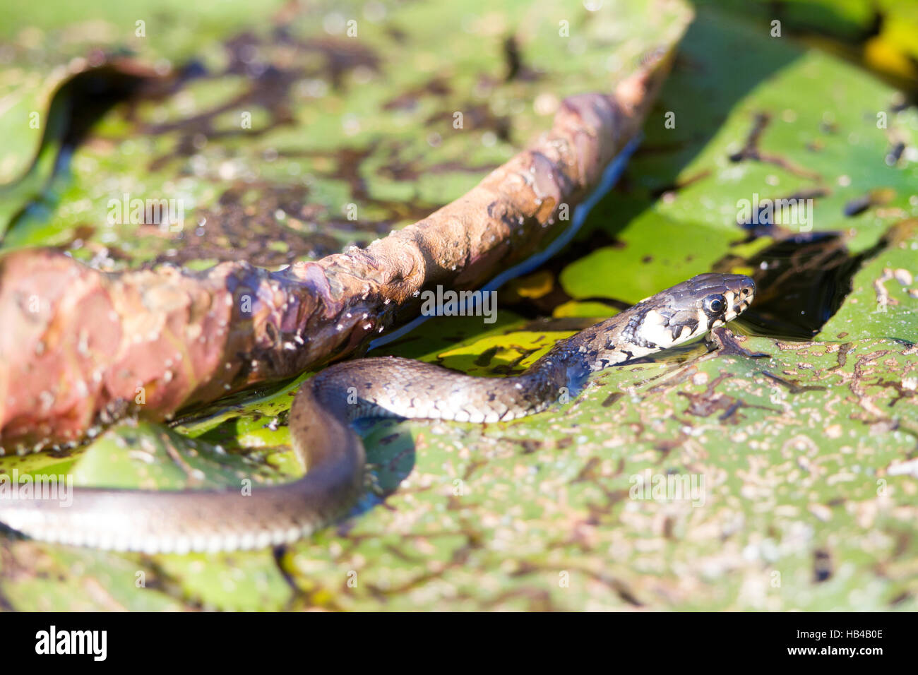 Hunting young European grass snake Stock Photo - Alamy
