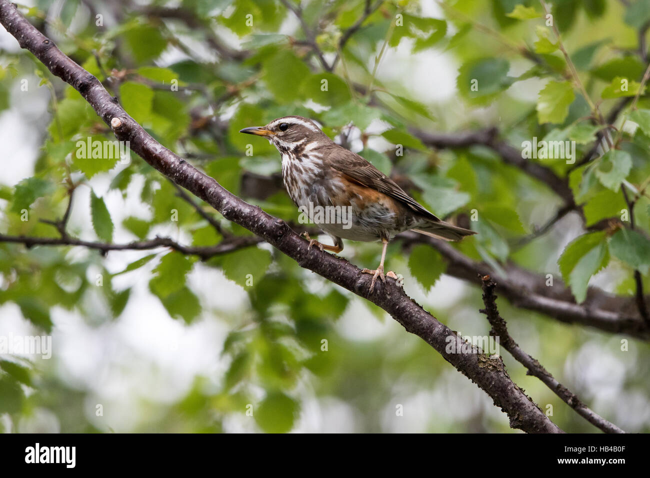 Wild redwing hi-res stock photography and images - Alamy