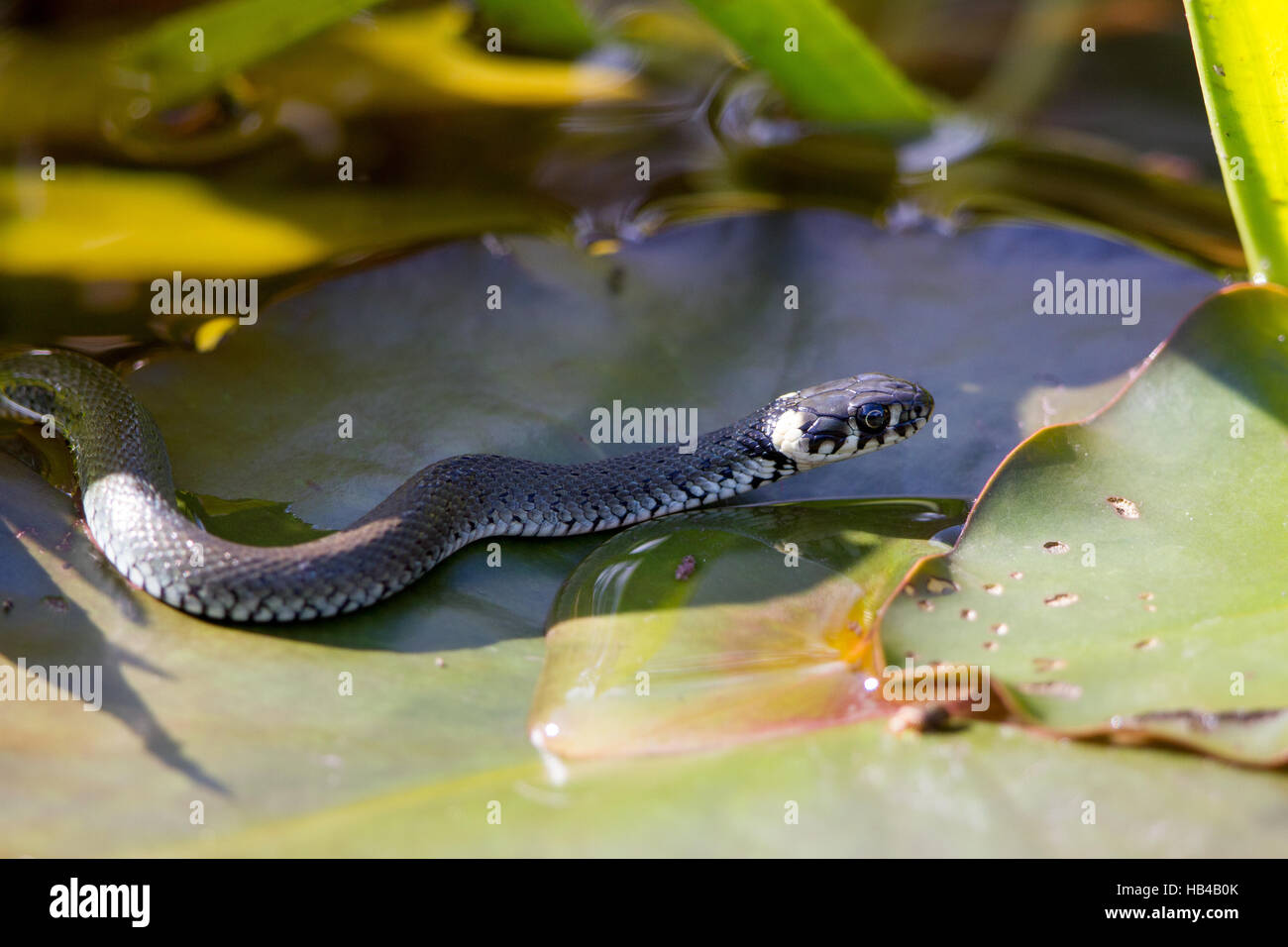 Hunting young European grass snake Stock Photo - Alamy