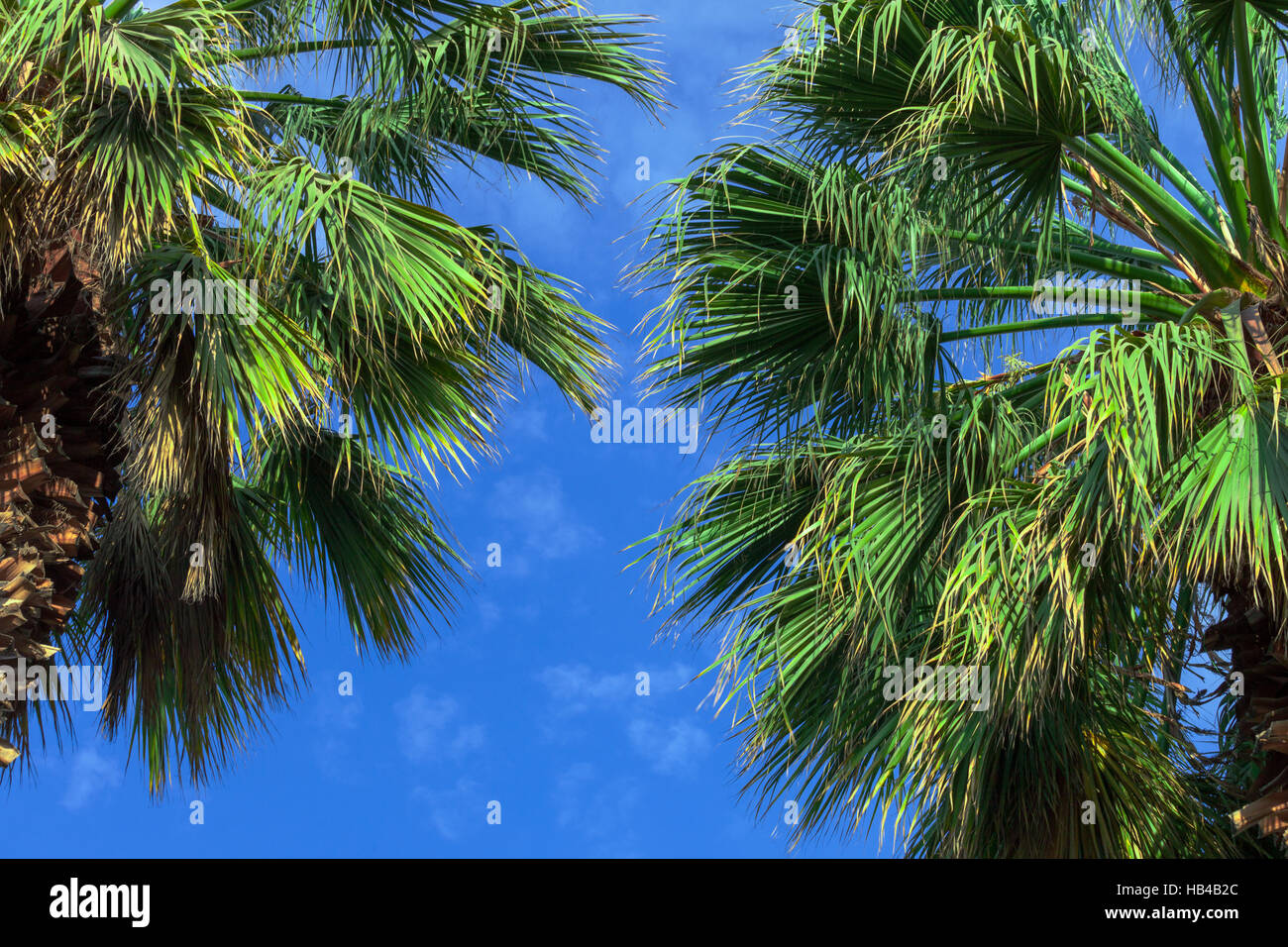 two palm trees Stock Photo - Alamy