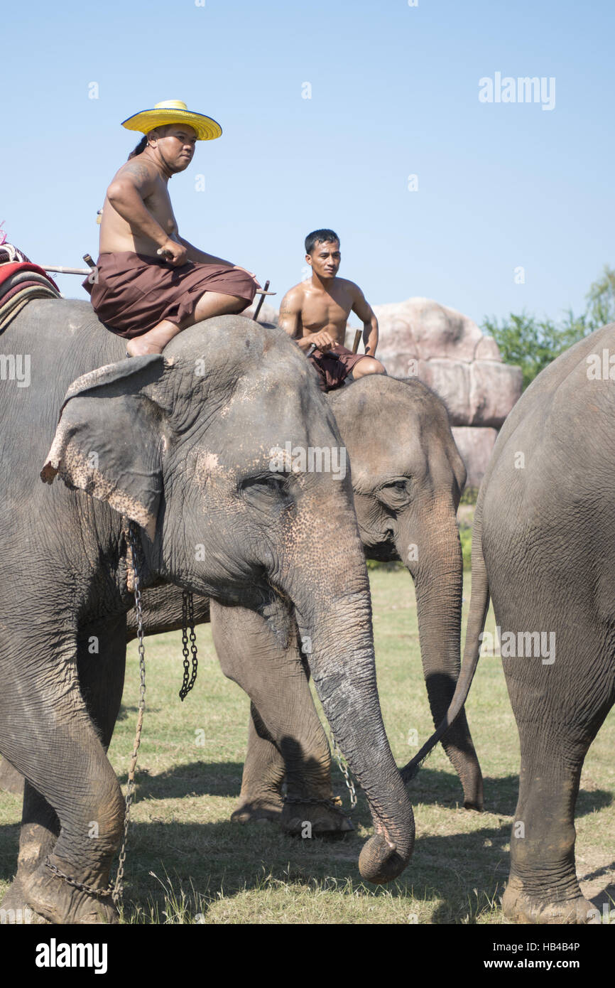 THAILAND SURIN ELEPHANT ROUND UP FESTIVAL Stock Photo - Alamy