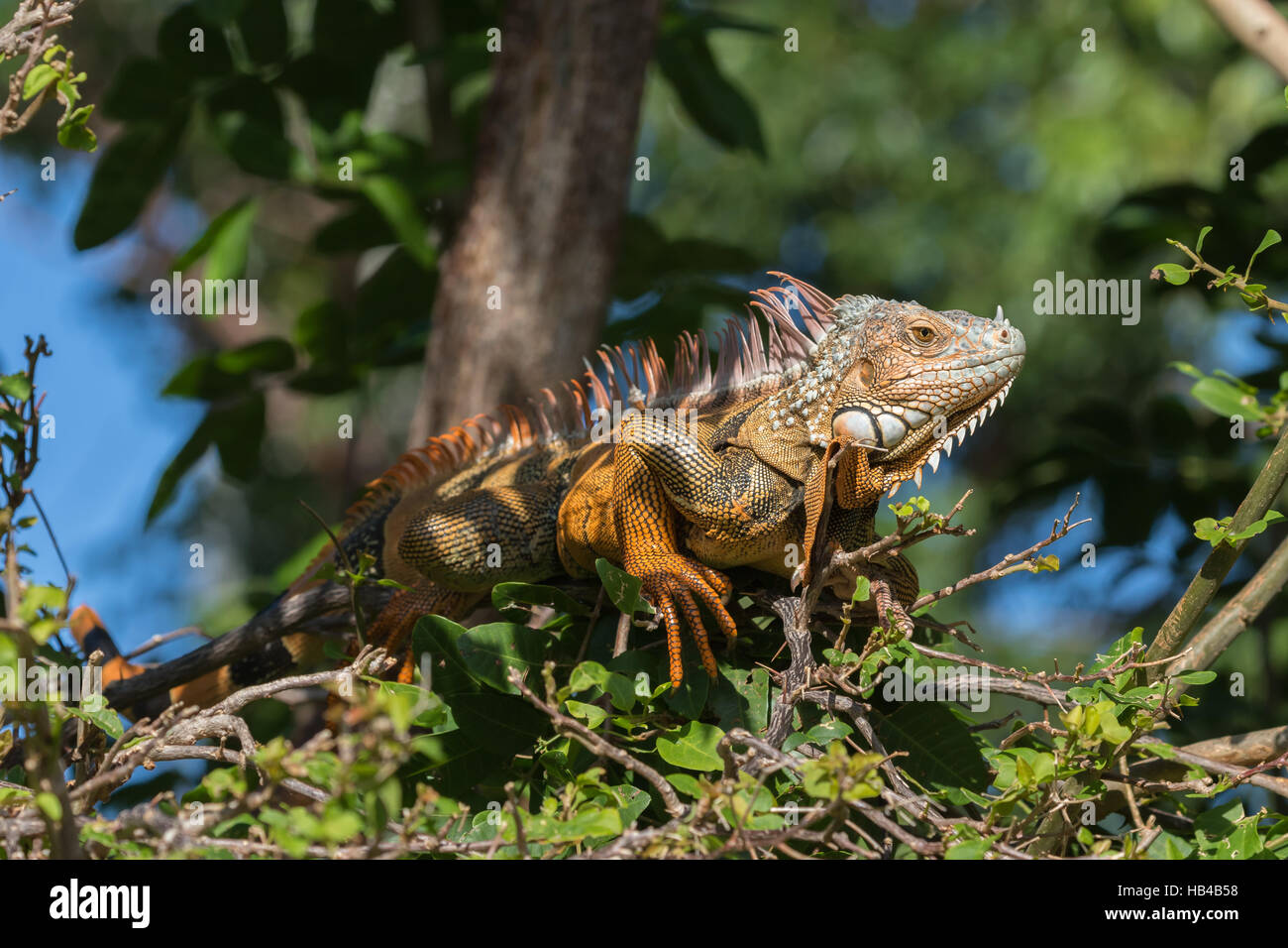 Green Iguana (Iguana iguana), Tavernier, Key Largo, Florida Stock Photo ...