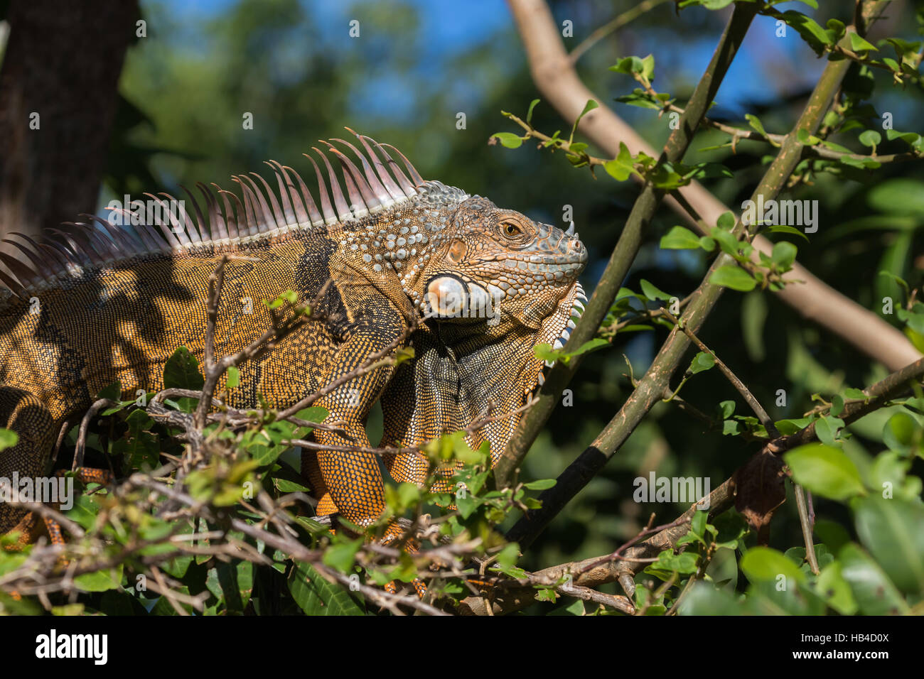Green Iguana (Iguana iguana), Tavernier, Key Largo, Florida Stock Photo ...