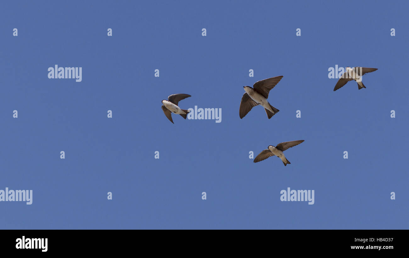 Tree swallow bird close hi-res stock photography and images - Alamy