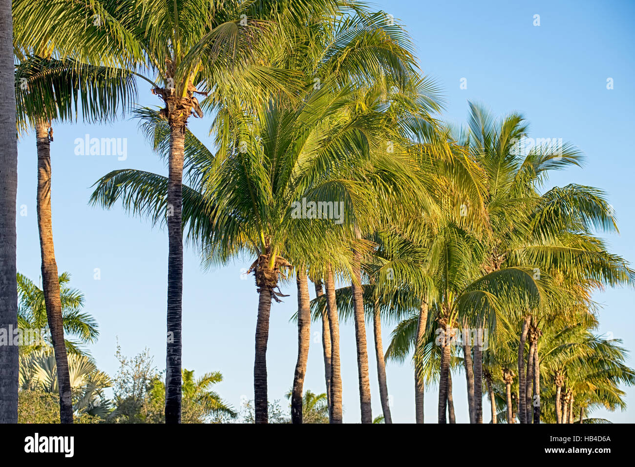 Summer vacation on miami beach hi-res stock photography and images - Alamy