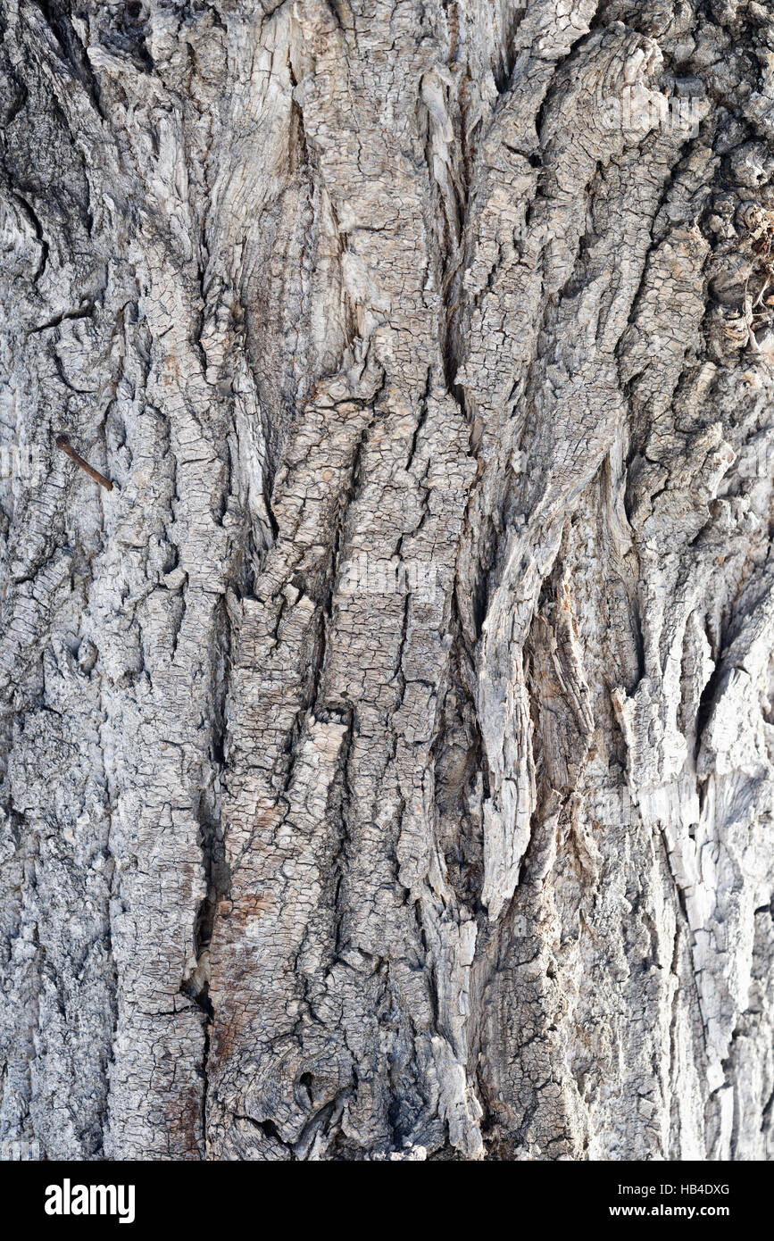 poplar bark texture Stock Photo - Alamy