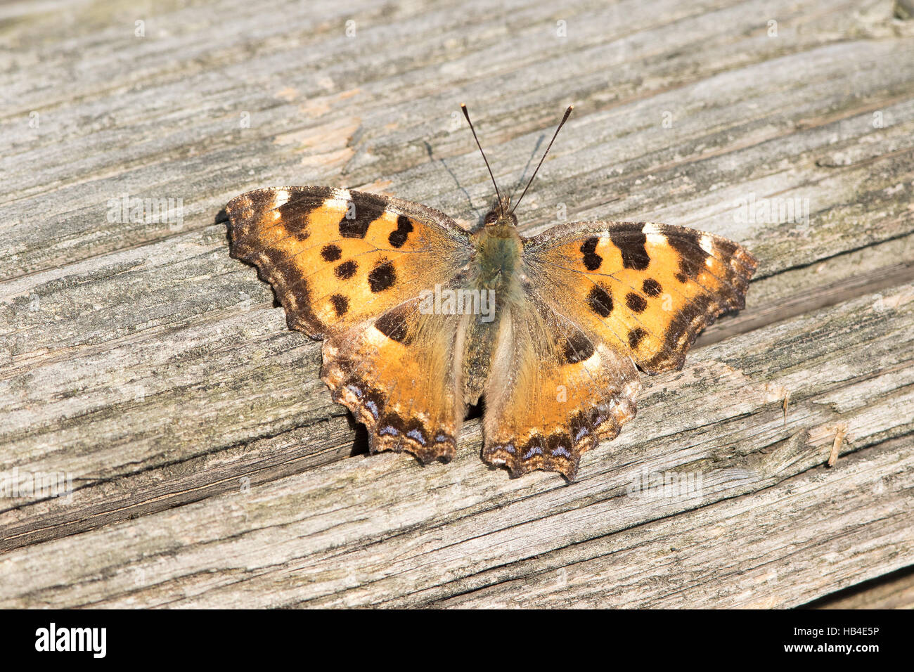 Large tortoiseshell butterflies hi-res stock photography and images - Alamy