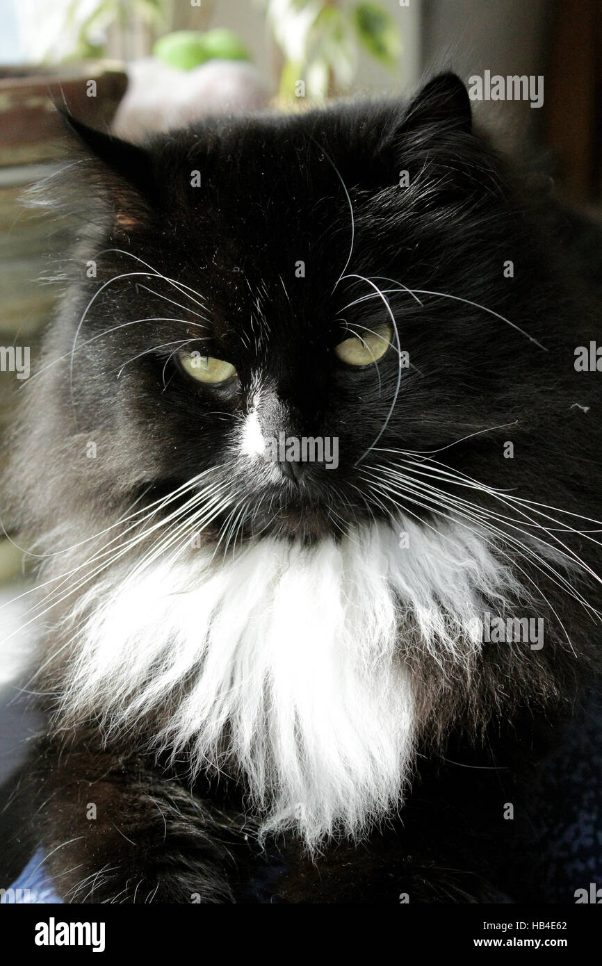 close-up of muzzle of big black cat Stock Photo - Alamy