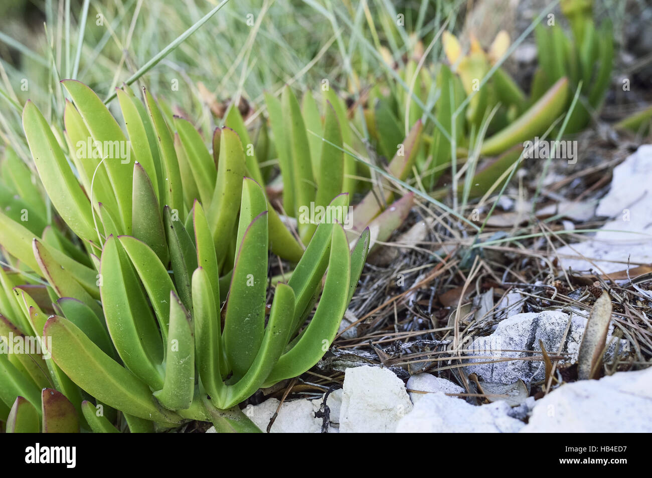 Root of the ice plant Stock Photo - Alamy