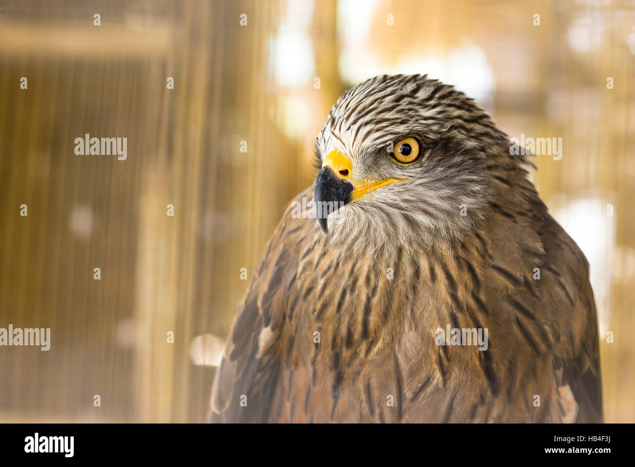 Profile view of a red kite (Milvus milvus Stock Photo - Alamy