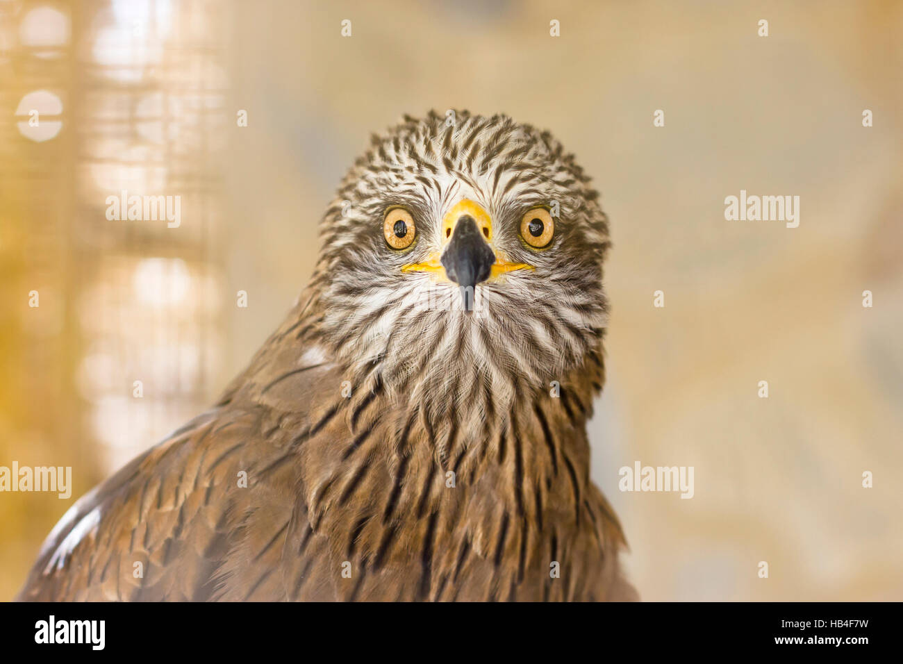 Surprised bird hi-res stock photography and images - Alamy