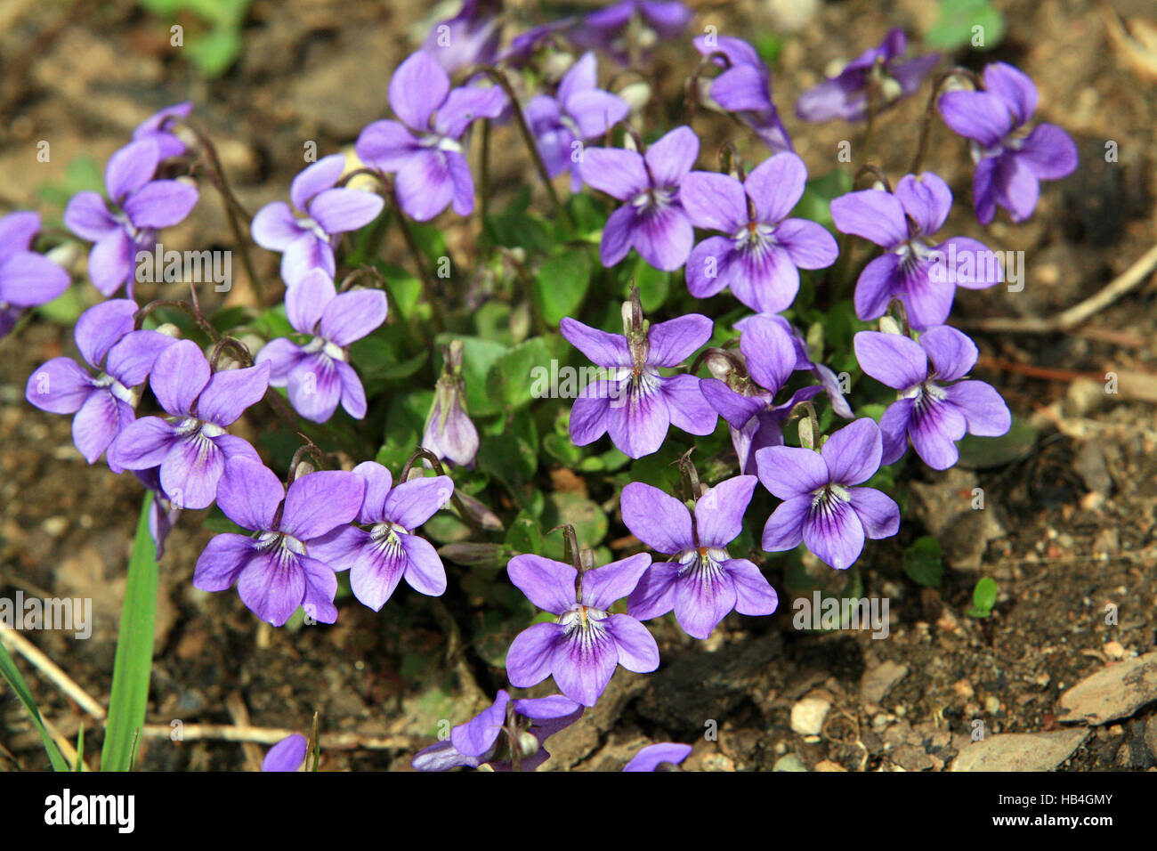 Wood violet viola reichenbachiana hi-res stock photography and images ...