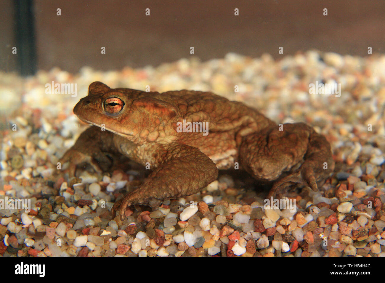 Toad spawn not frog hi-res stock photography and images - Alamy
