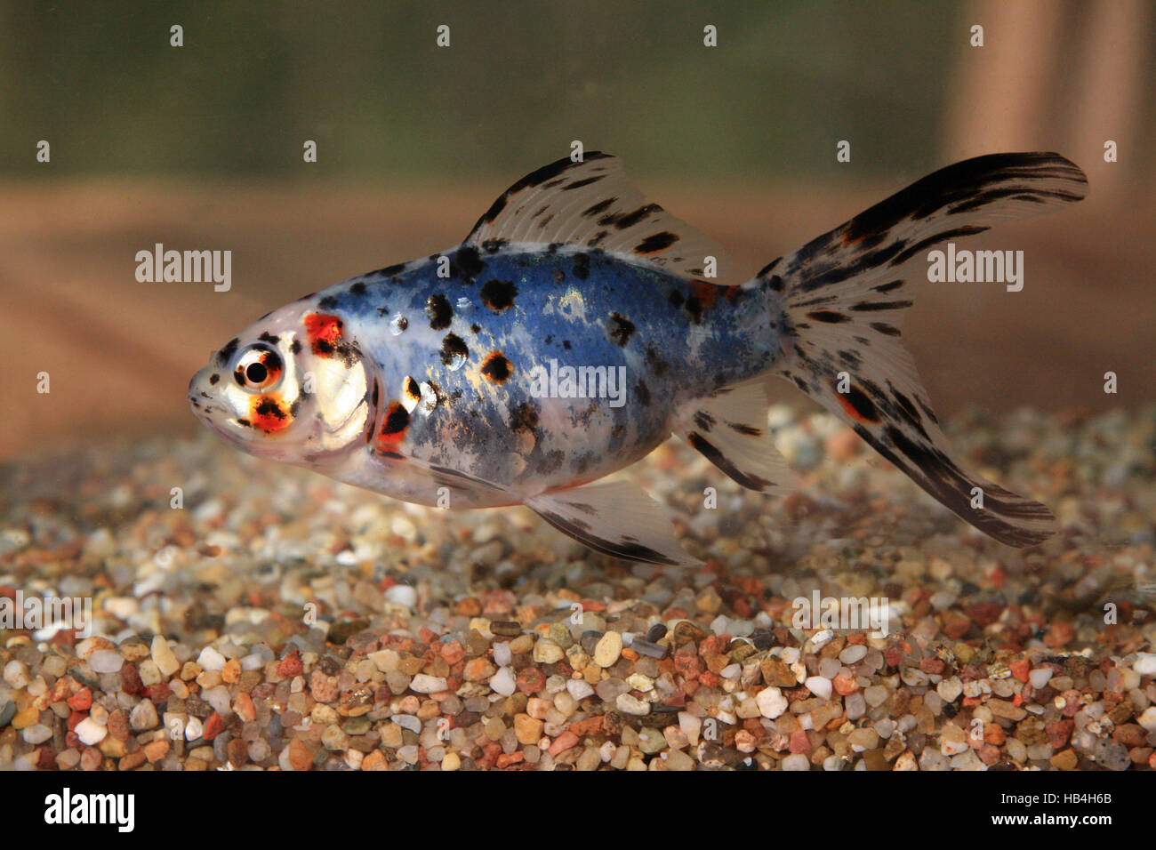 Shubunkin goldfish hi-res stock photography and images - Alamy