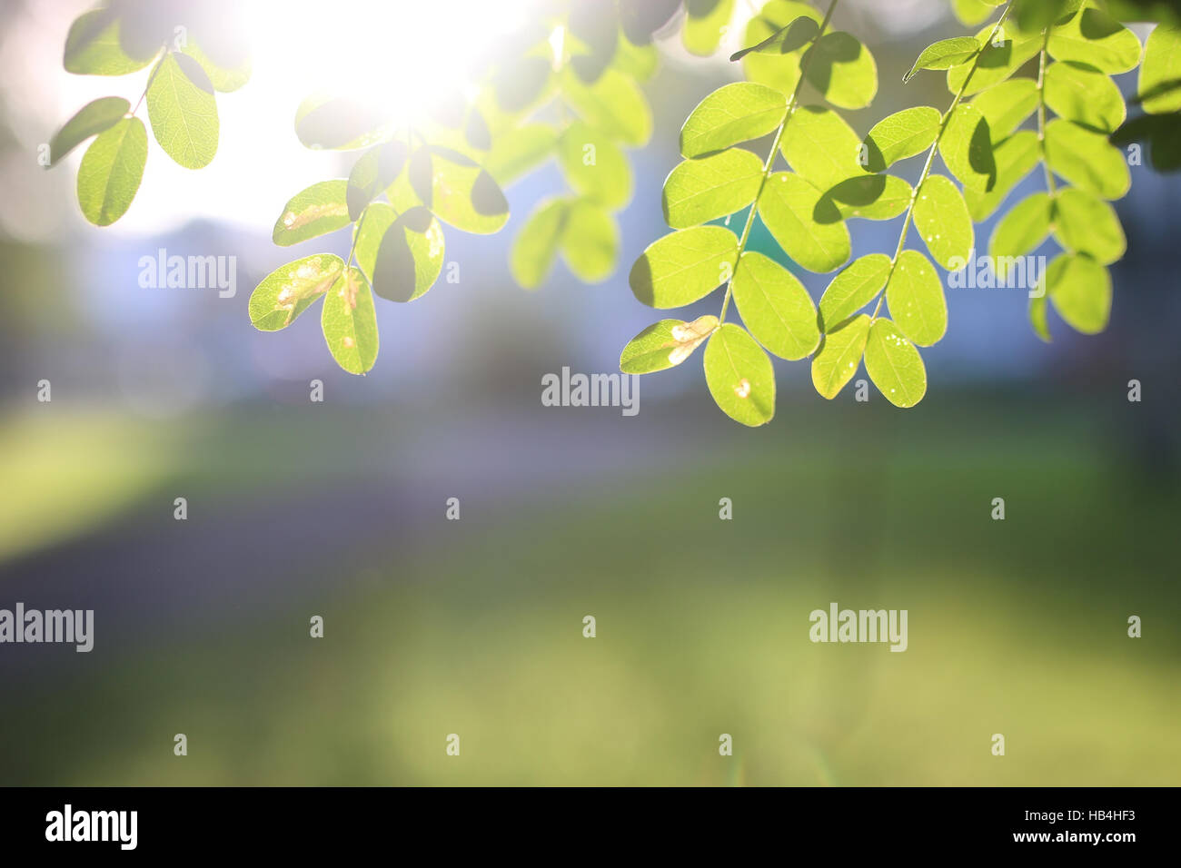 park leaf sun Stock Photo - Alamy