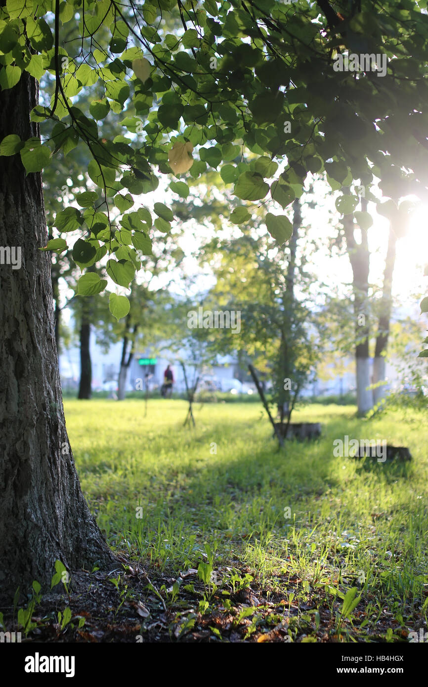 park leaf sun Stock Photo - Alamy