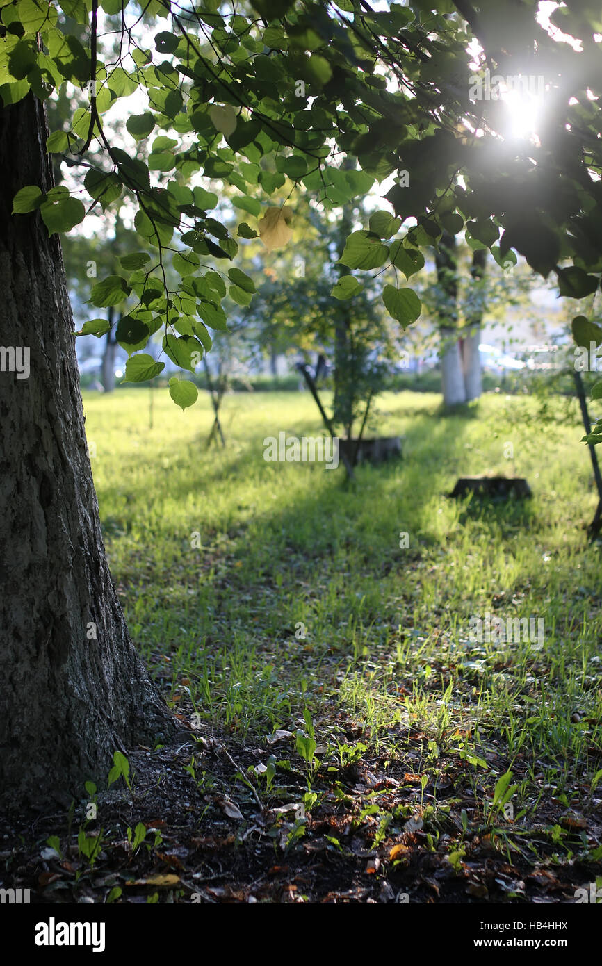 park leaf sun Stock Photo - Alamy