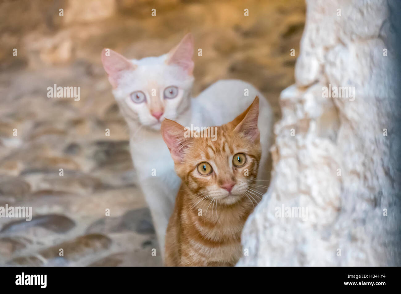 Watching intently hi-res stock photography and images - Alamy