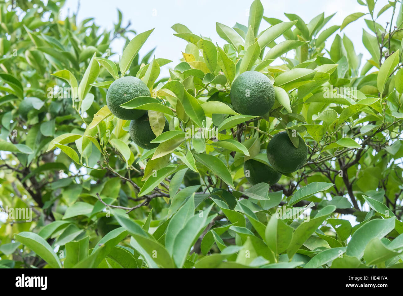 Organge natural hi-res stock photography and images - Alamy