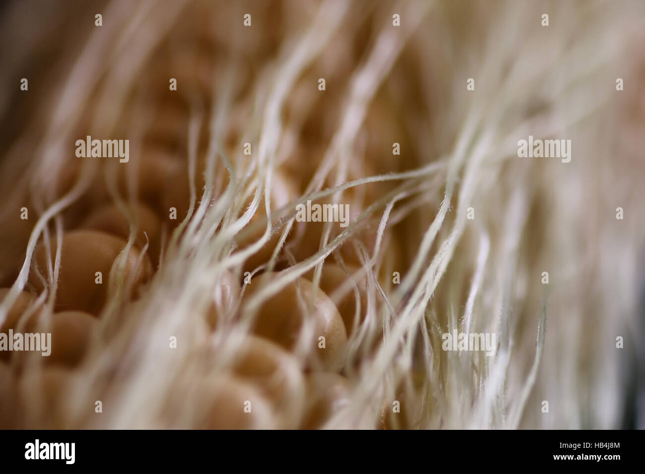 corn cob young macro Stock Photo - Alamy