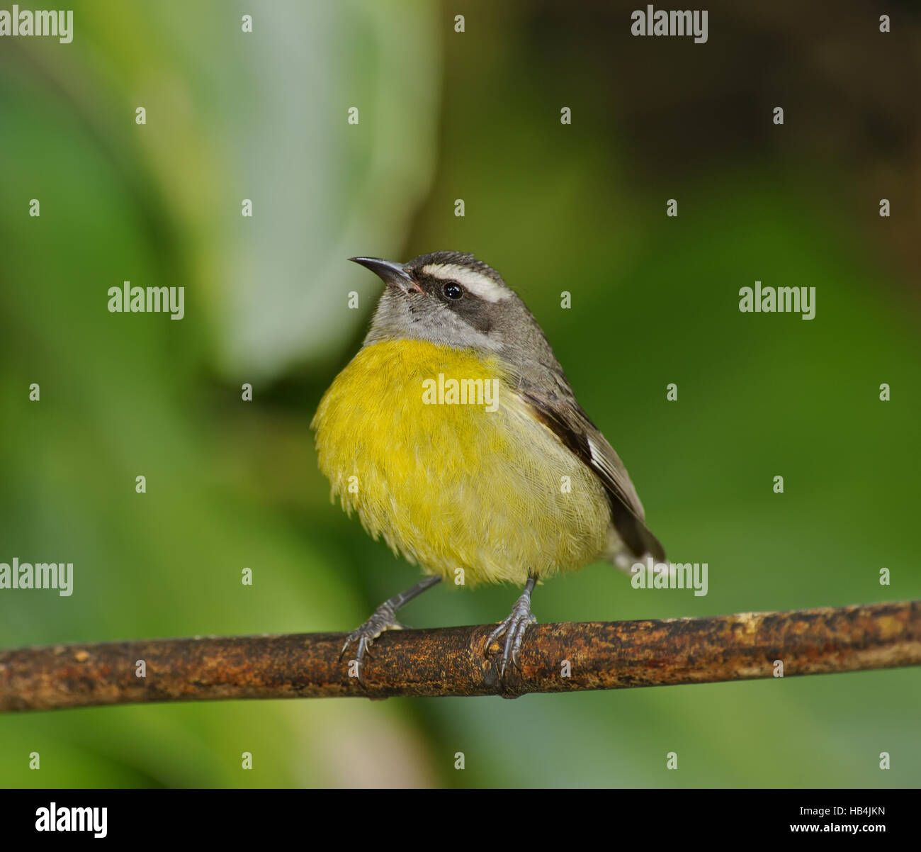 Bananaquit High Resolution Stock Photography and Images - Alamy