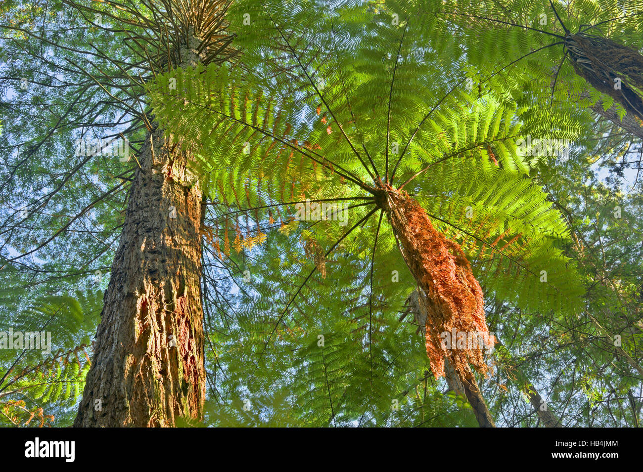 Tree fern canopy hi-res stock photography and images - Alamy