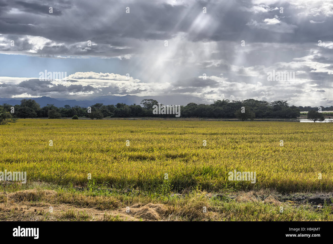 Amazing beams of sunlight on crops Stock Photo - Alamy