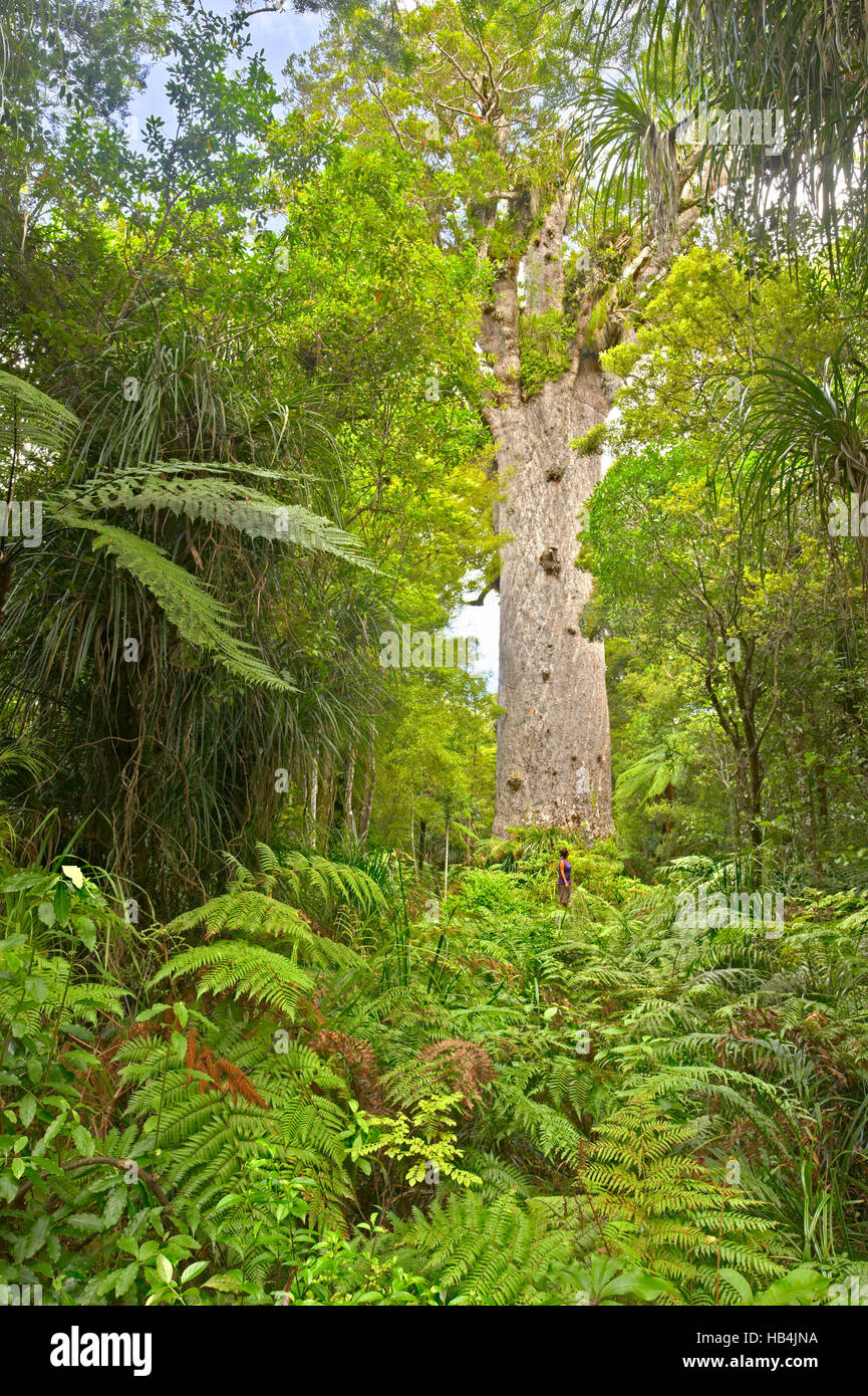 Tane Mahuta New Zealand Stock Photos & Tane Mahuta New Zealand Stock ...