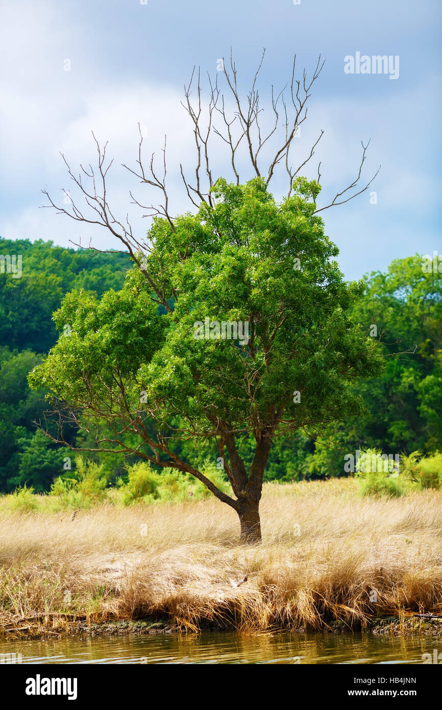 Bright green tree Stock Photo - Alamy