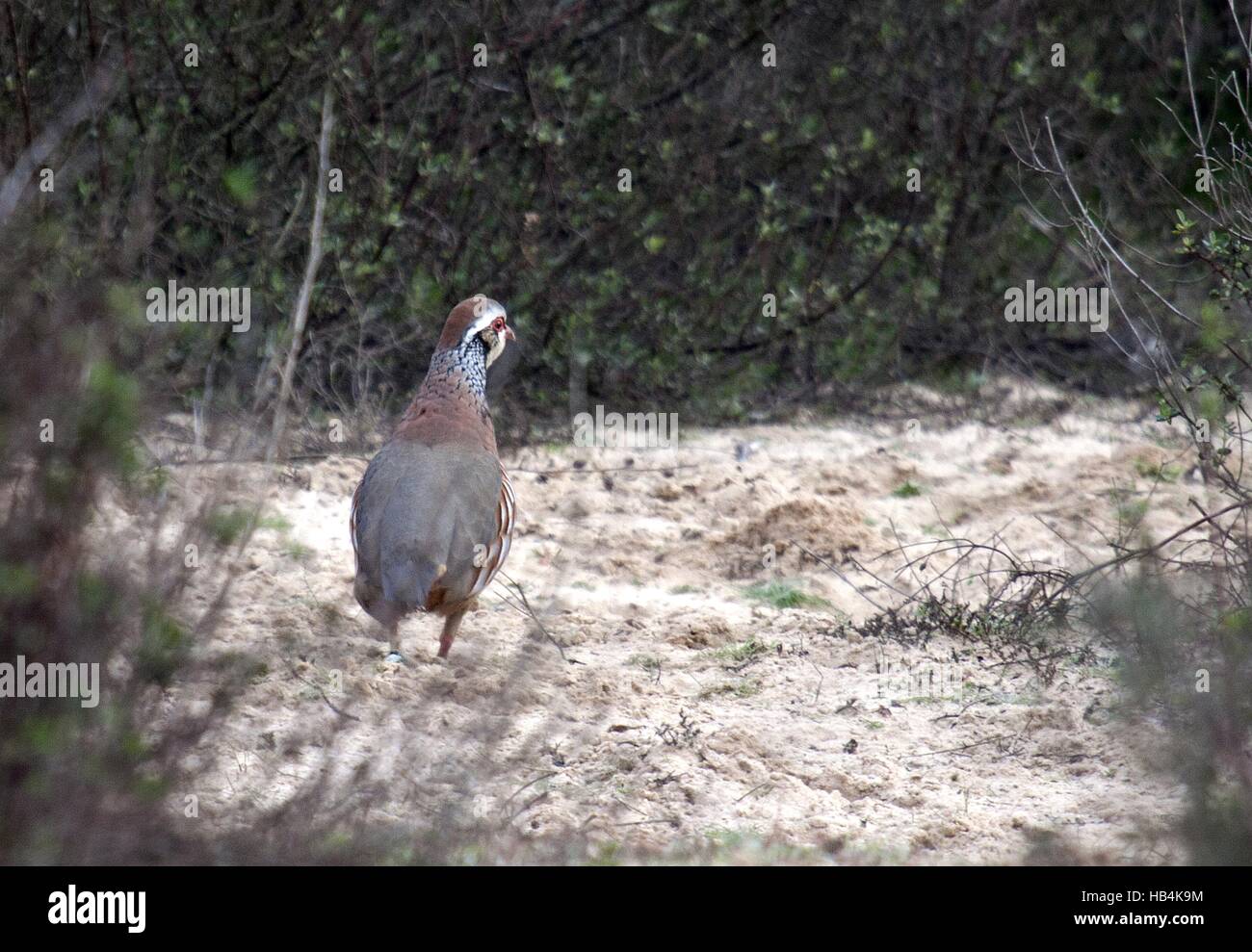 Red-legged Partridge in Dehesa, Spain Stock Photo - Alamy