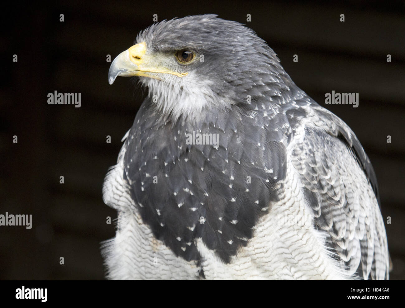 Bussard hi-res stock photography and images - Alamy
