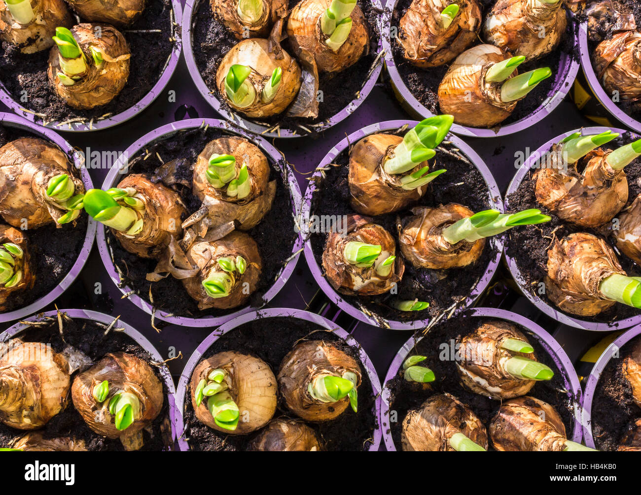 Daffodil flower bulbs view from above Stock Photo - Alamy