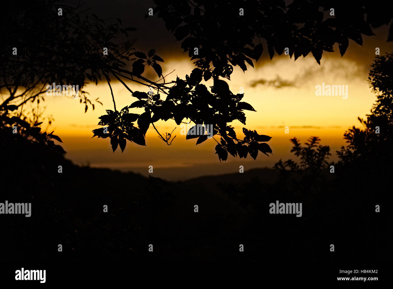Jungle sunset hi-res stock photography and images - Alamy