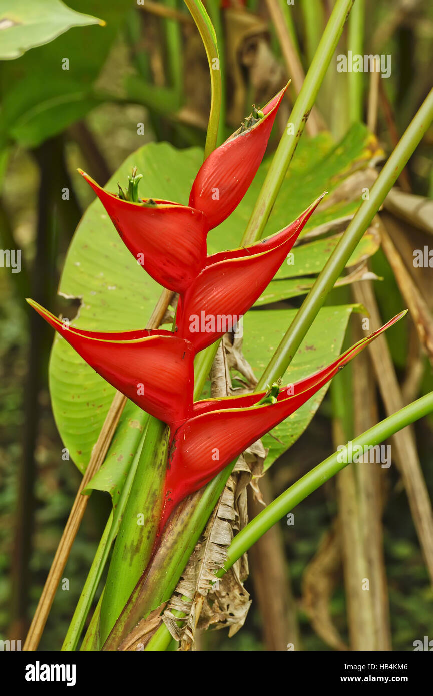 Heliconia butterfly hi-res stock photography and images - Alamy