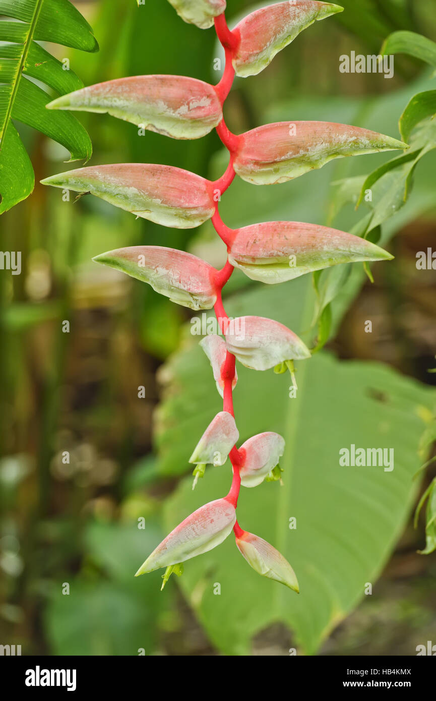 Pink heliconia flower hi-res stock photography and images - Alamy