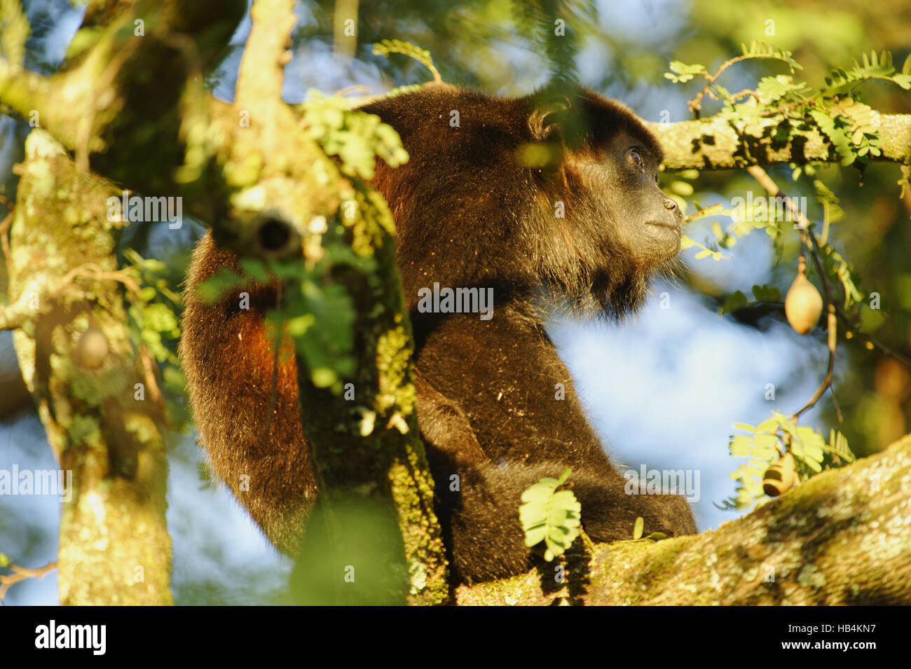 Monkey yelling hi-res stock photography and images - Alamy