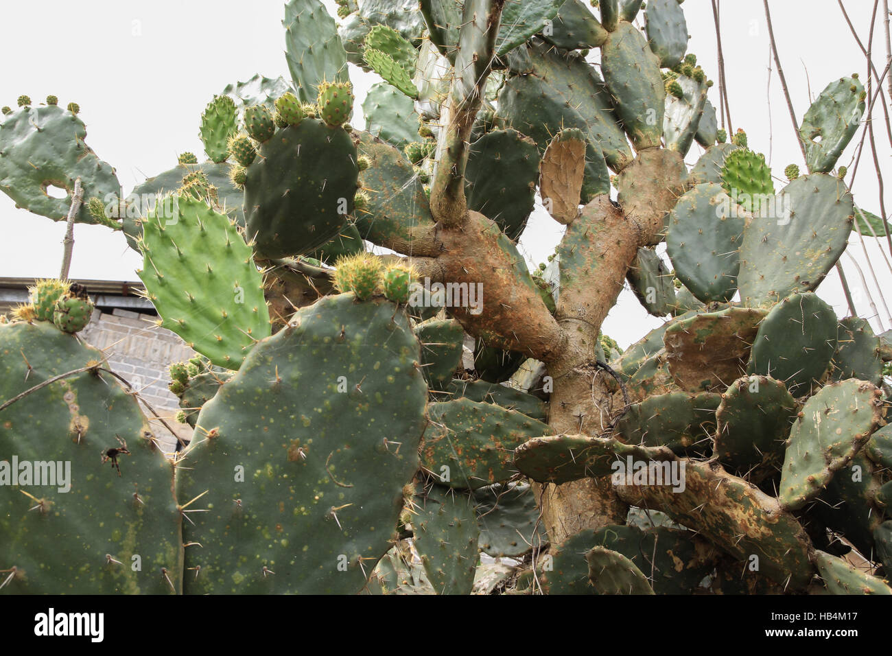 Cacti needle hi-res stock photography and images - Alamy
