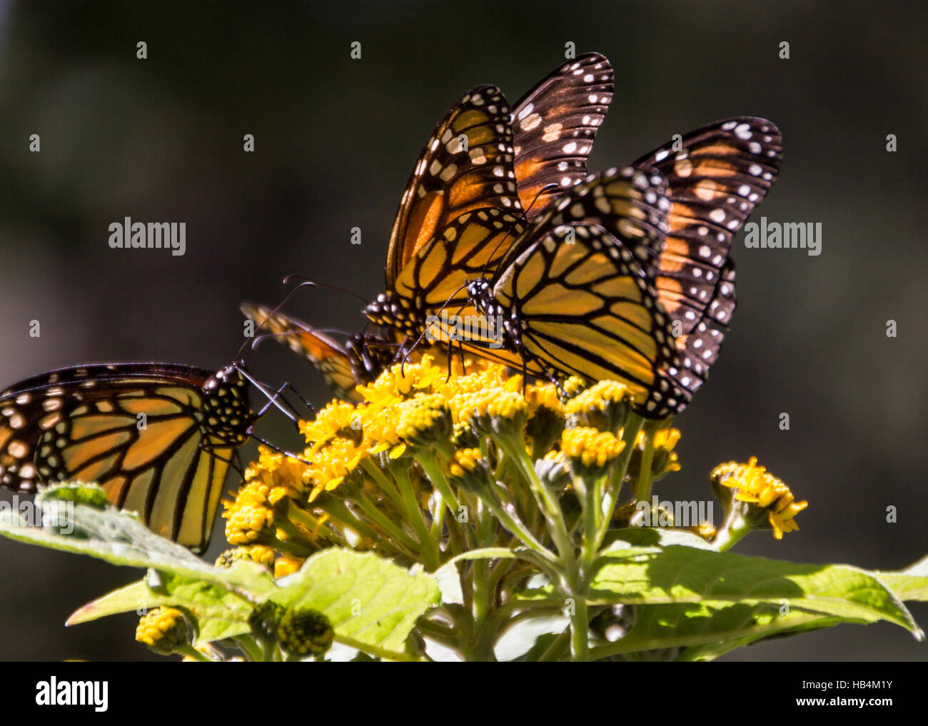 Monarch butterflies migration hi-res stock photography and images - Alamy