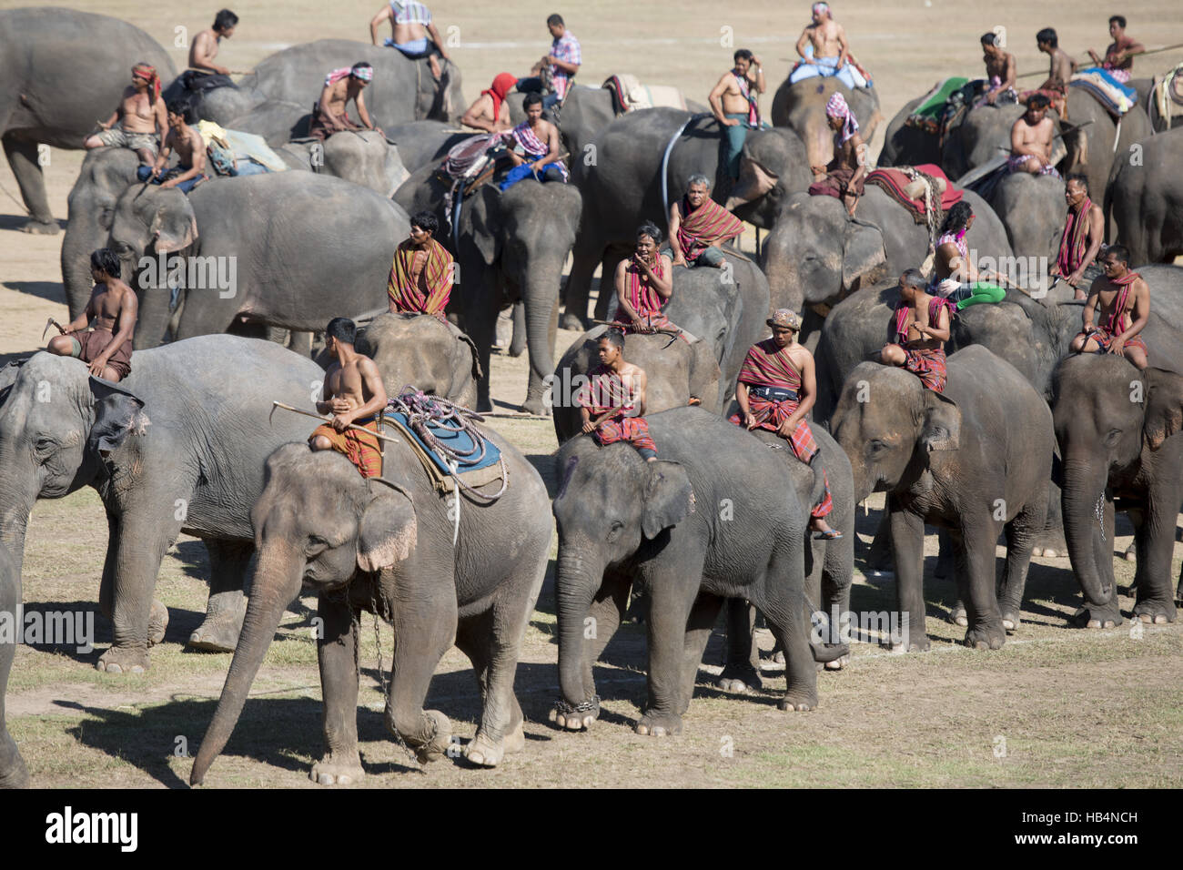 THAILAND SURIN ELEPHANT ROUND UP FESTIVAL Stock Photo - Alamy