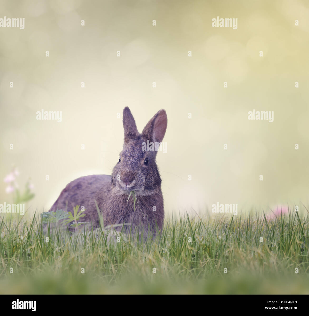 Marsh Rabbit Feeding Stock Photo - Alamy