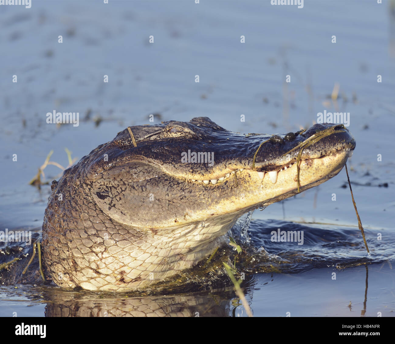 Wild Florida Alligator Stock Photo - Alamy