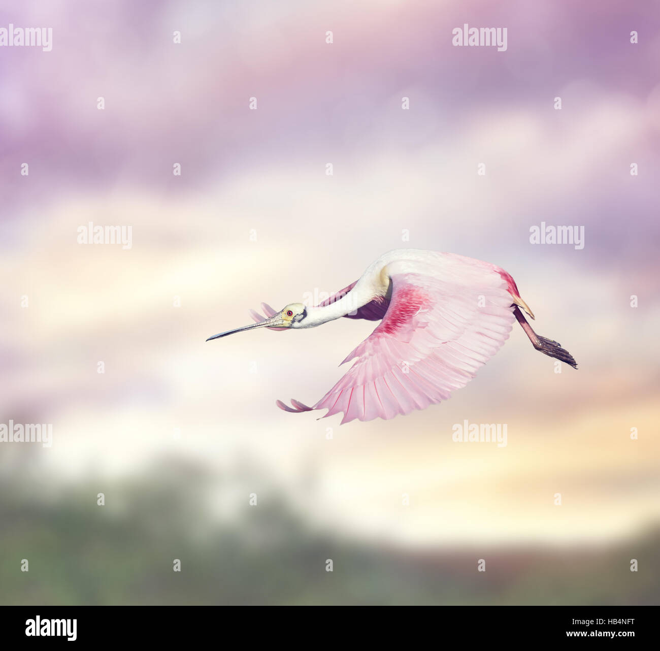 Spoonbill swamp hi-res stock photography and images - Alamy